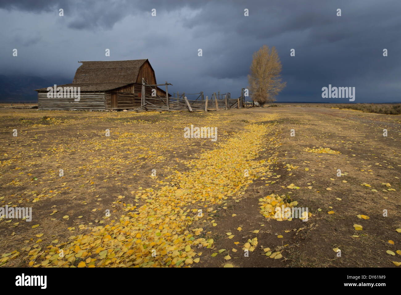 Storm approaches, autumn (fall) leaves cover the ground, Mormon Row ...