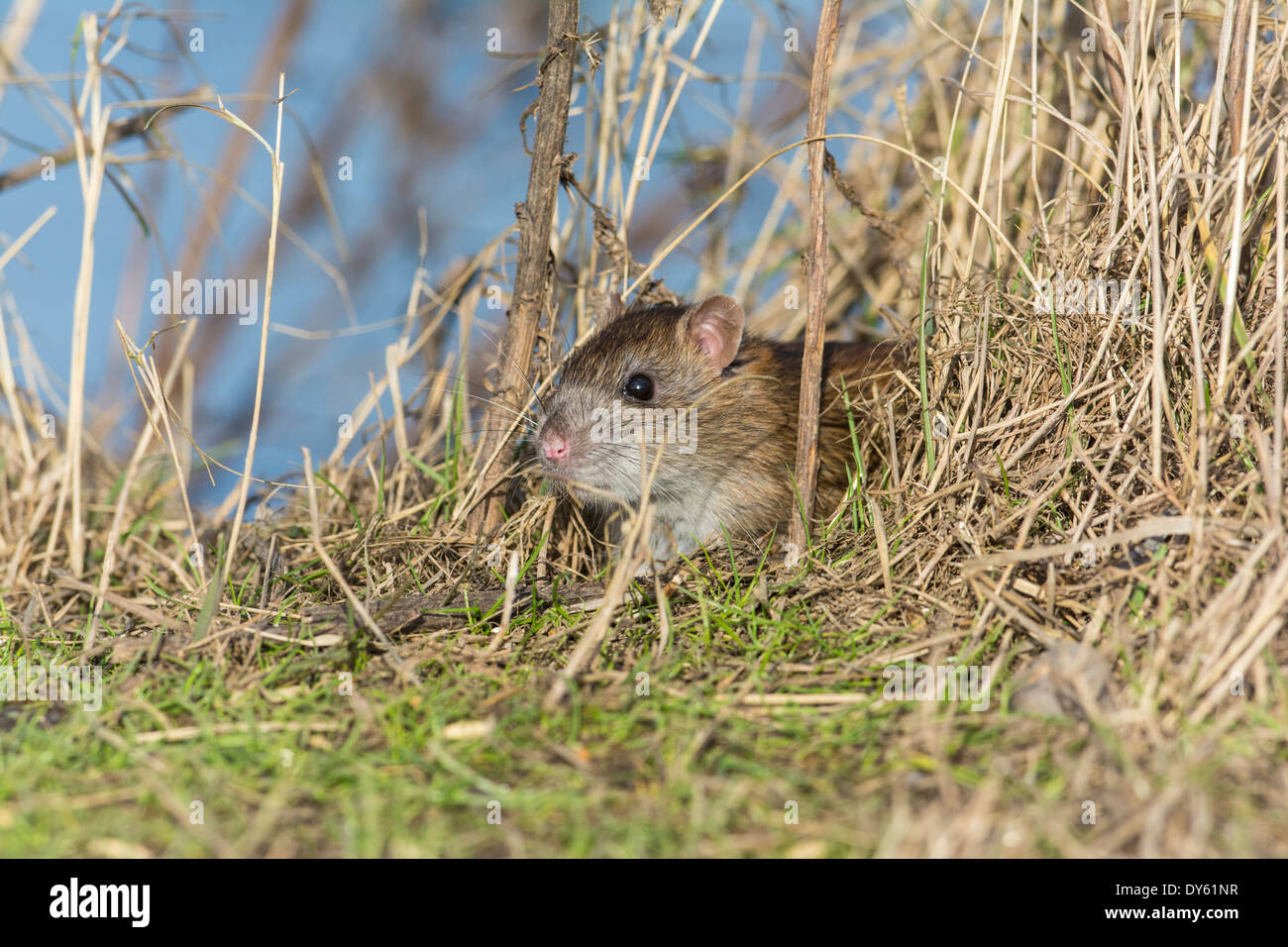Brown rat rattus norvegicus feeding hi-res stock photography and images ...