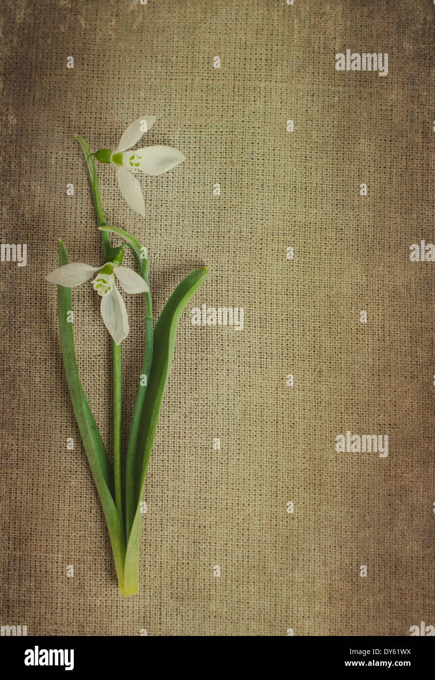 Two snowdrop on a fabric with texture Stock Photo - Alamy