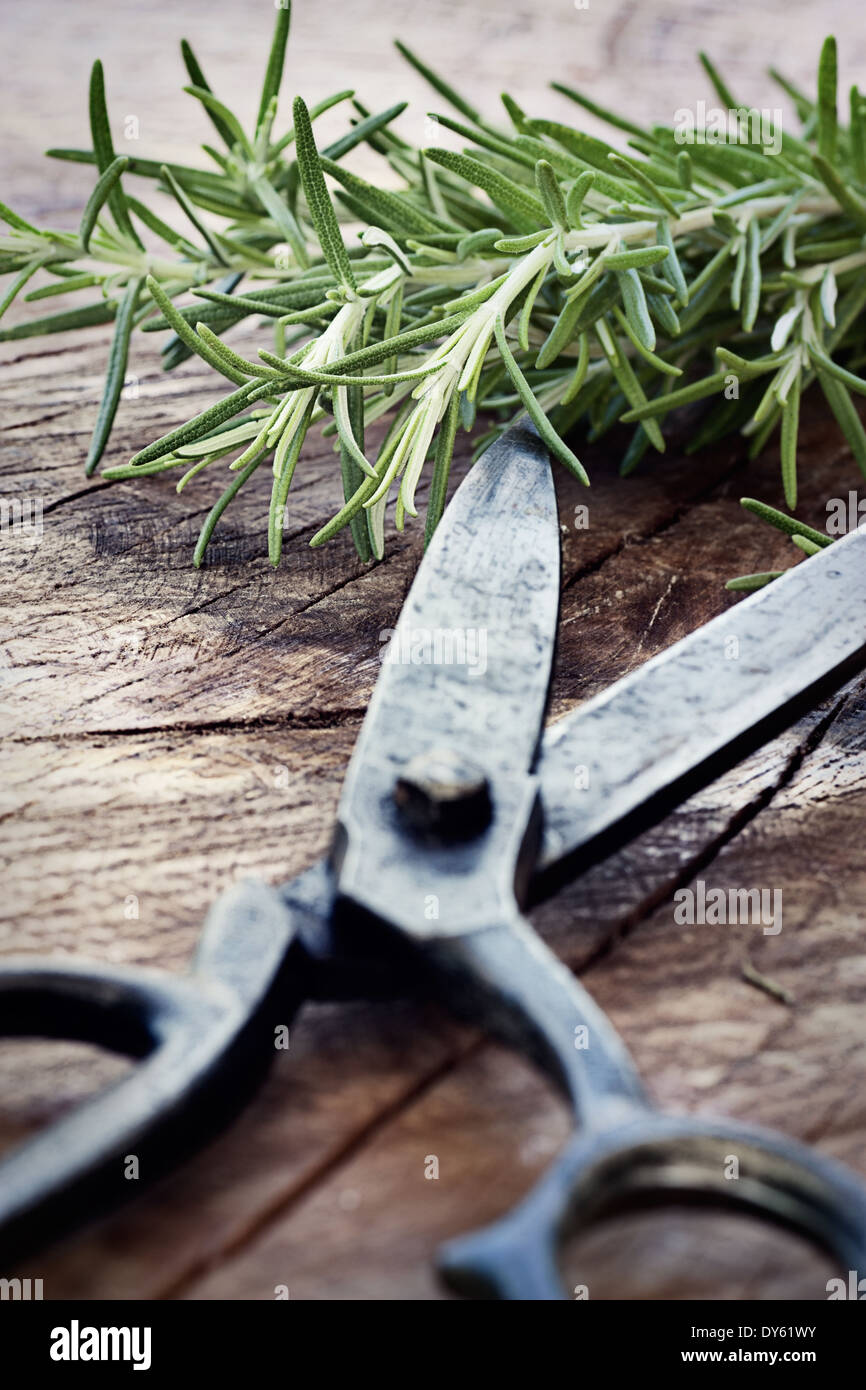 Fresh herbs plants. Culinary herbs and spices Stock Photo - Alamy