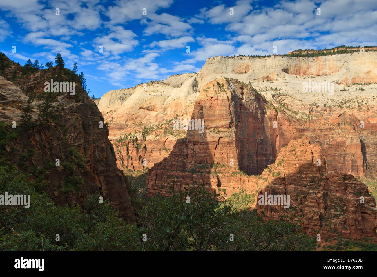View into Zion Canyon from trail to Observation Point, Zion National ...