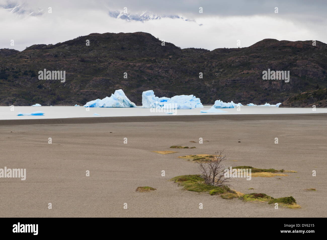 Lone bush on Lago Grey lakeshore, with icebergs behind, Torres del ...