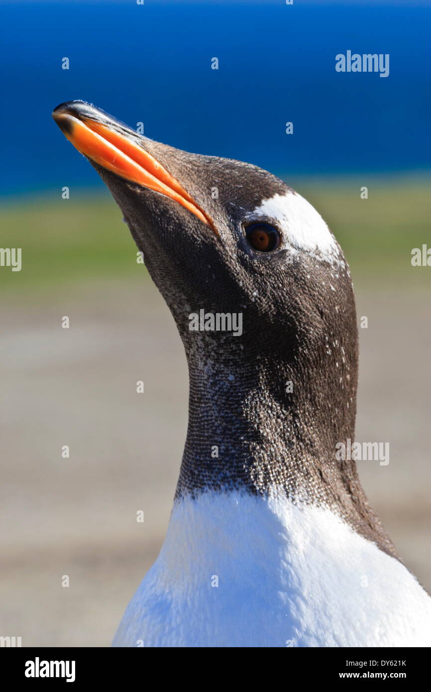 Penguin close up photography hi-res stock photography and images - Alamy