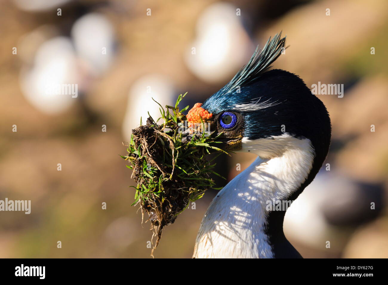 Imperial cormorant hi-res stock photography and images - Alamy