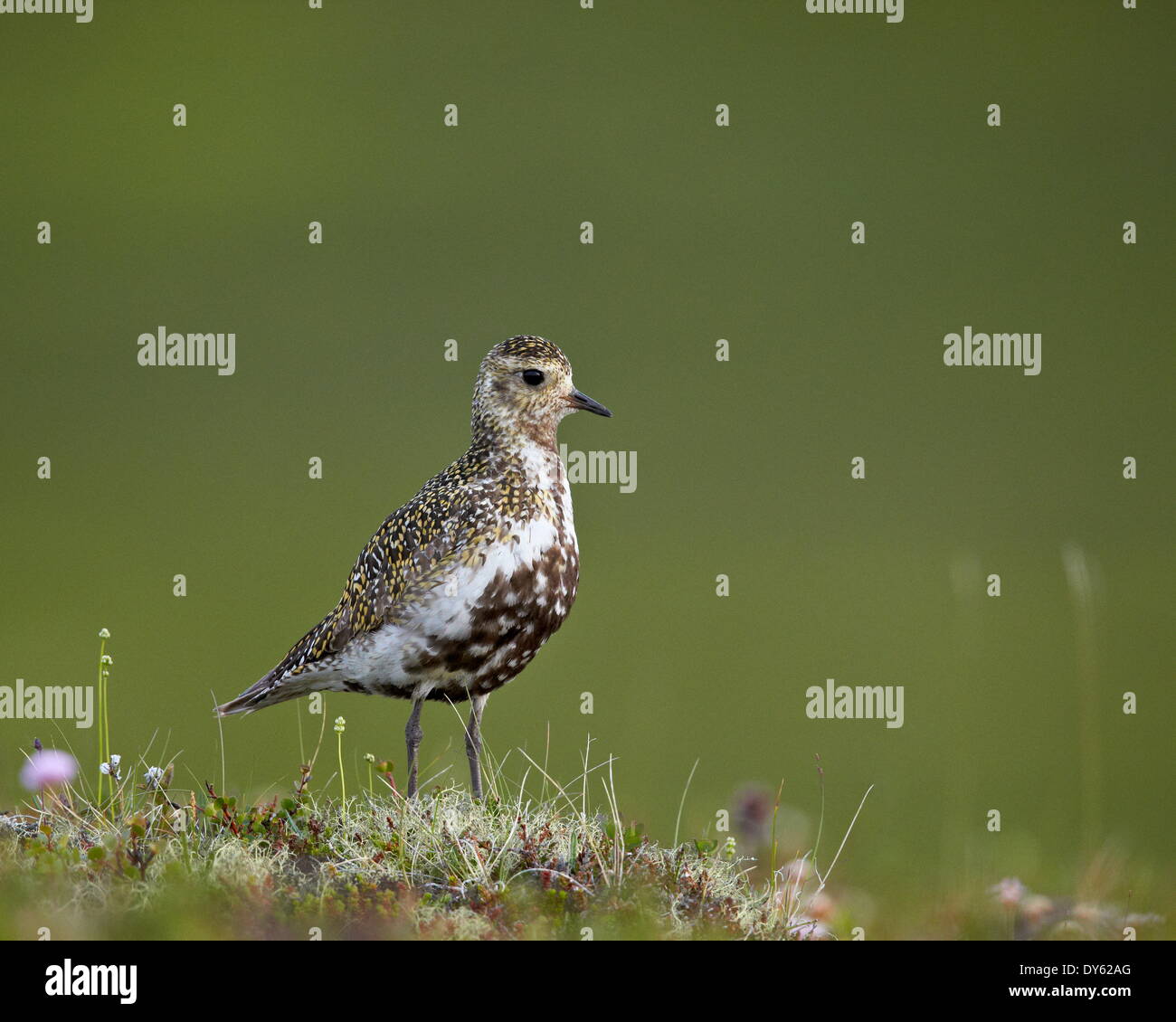 Lake myvatn bird hi-res stock photography and images - Alamy