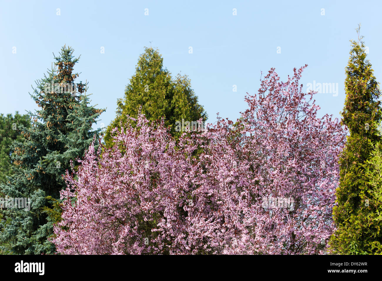 Spring vegetations hi-res stock photography and images - Alamy