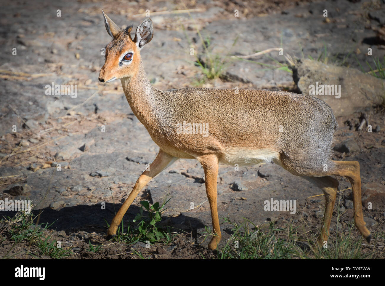 Dik dik running hi-res stock photography and images - Alamy
