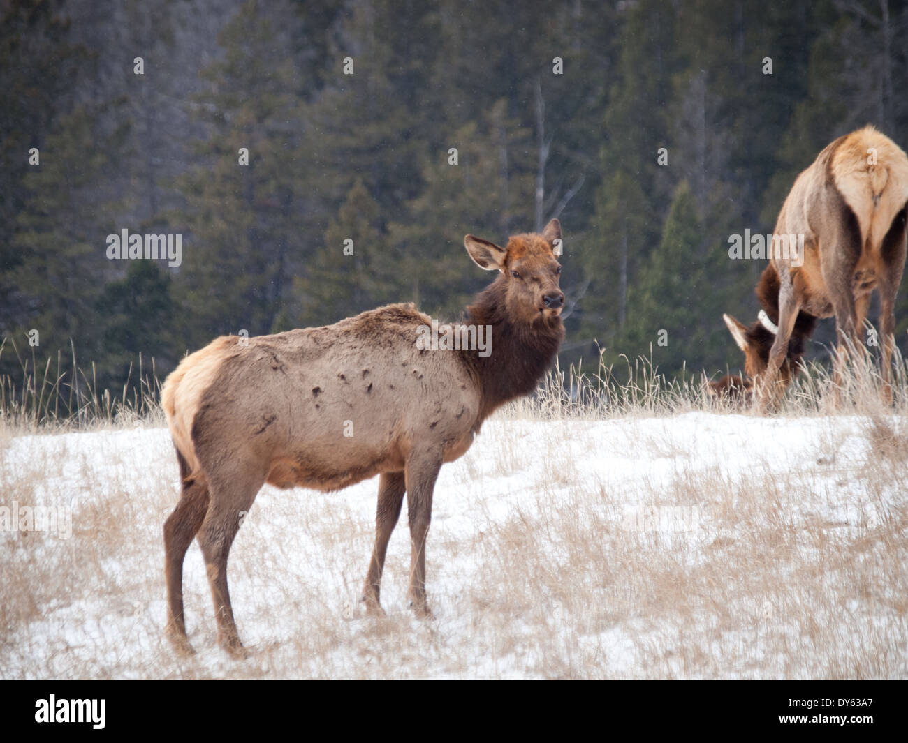Elk (Cervus canadensis) rest and graze in late winter / early spring at ...