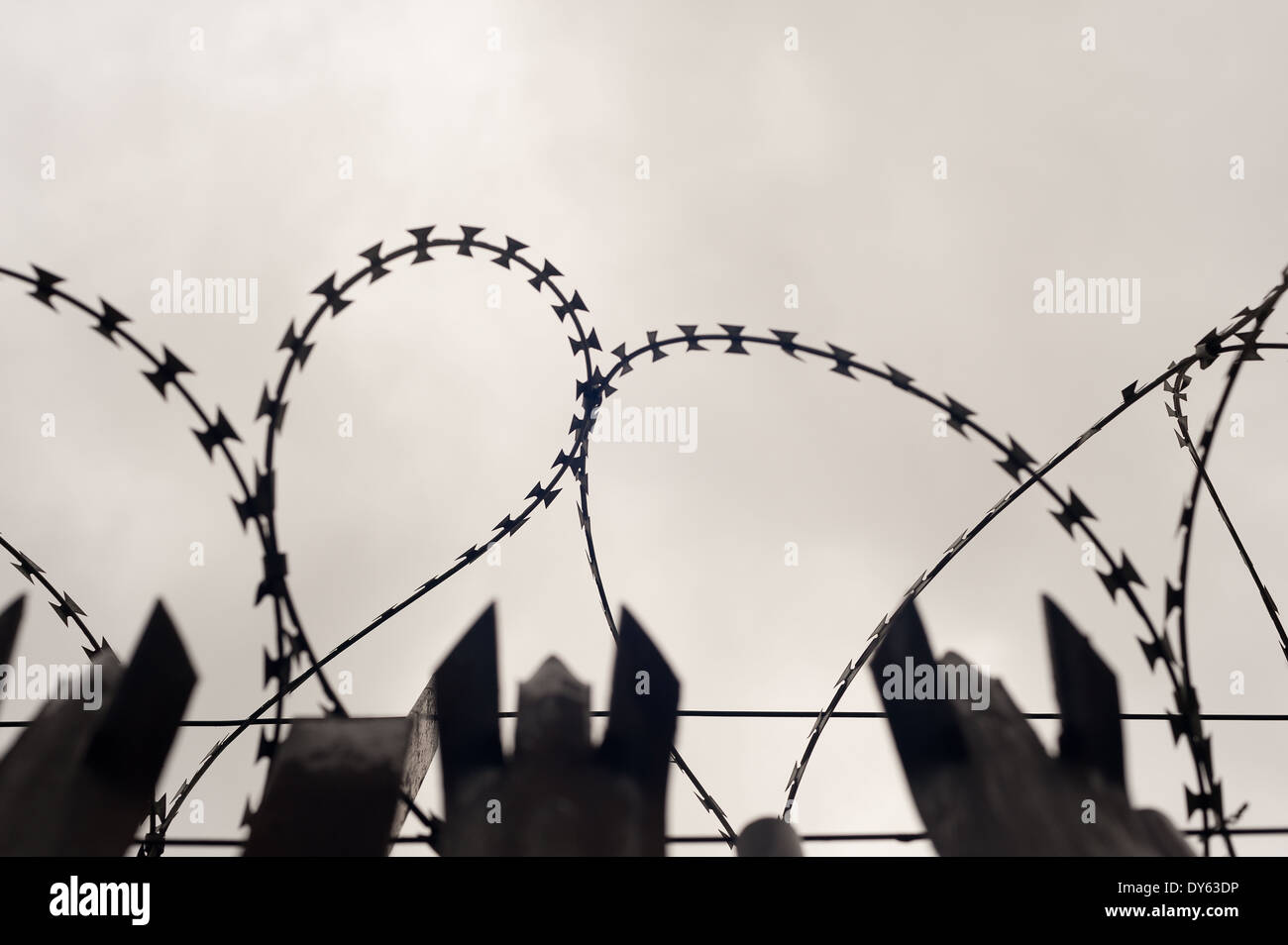 Galvanised high security razor wire and barbed wires deterrent to slow ...