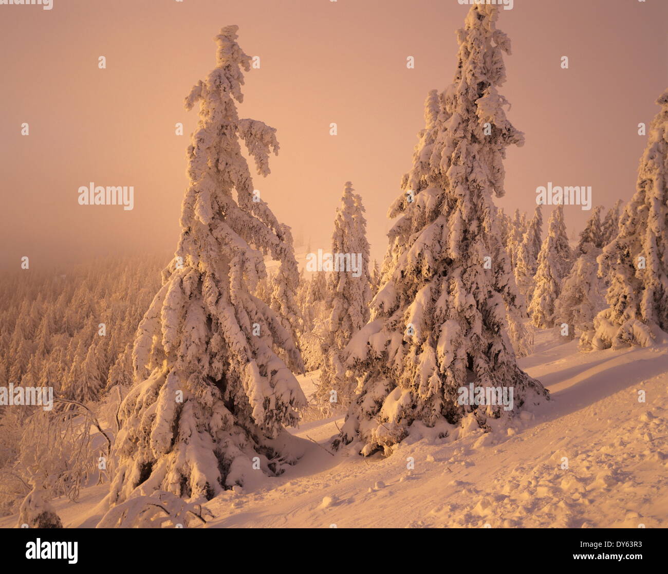 Feldberg germany snow hi-res stock photography and images - Alamy