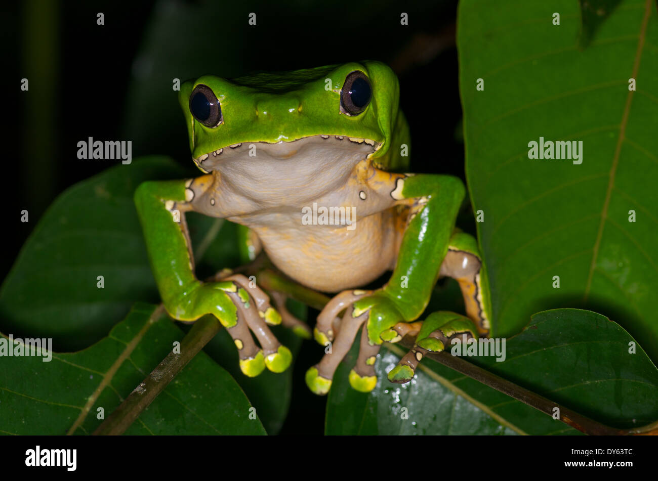 Amazon basin giant leaf frog hi-res stock photography and images - Alamy