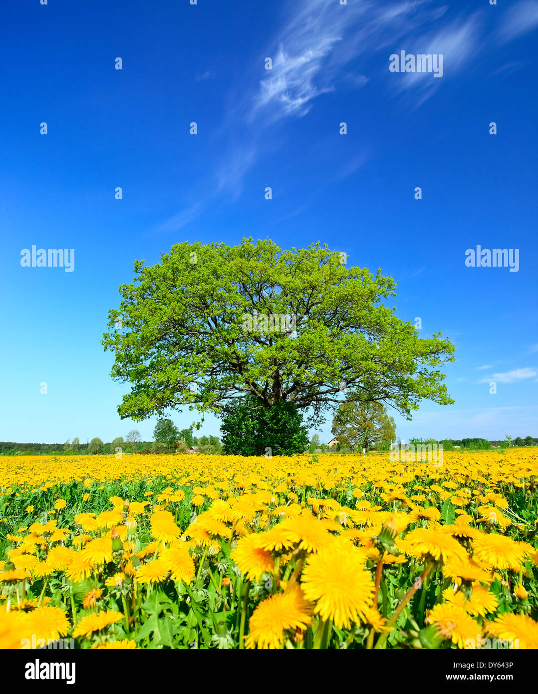 field in a sunny day. The polarising filter is used Stock Photo - Alamy