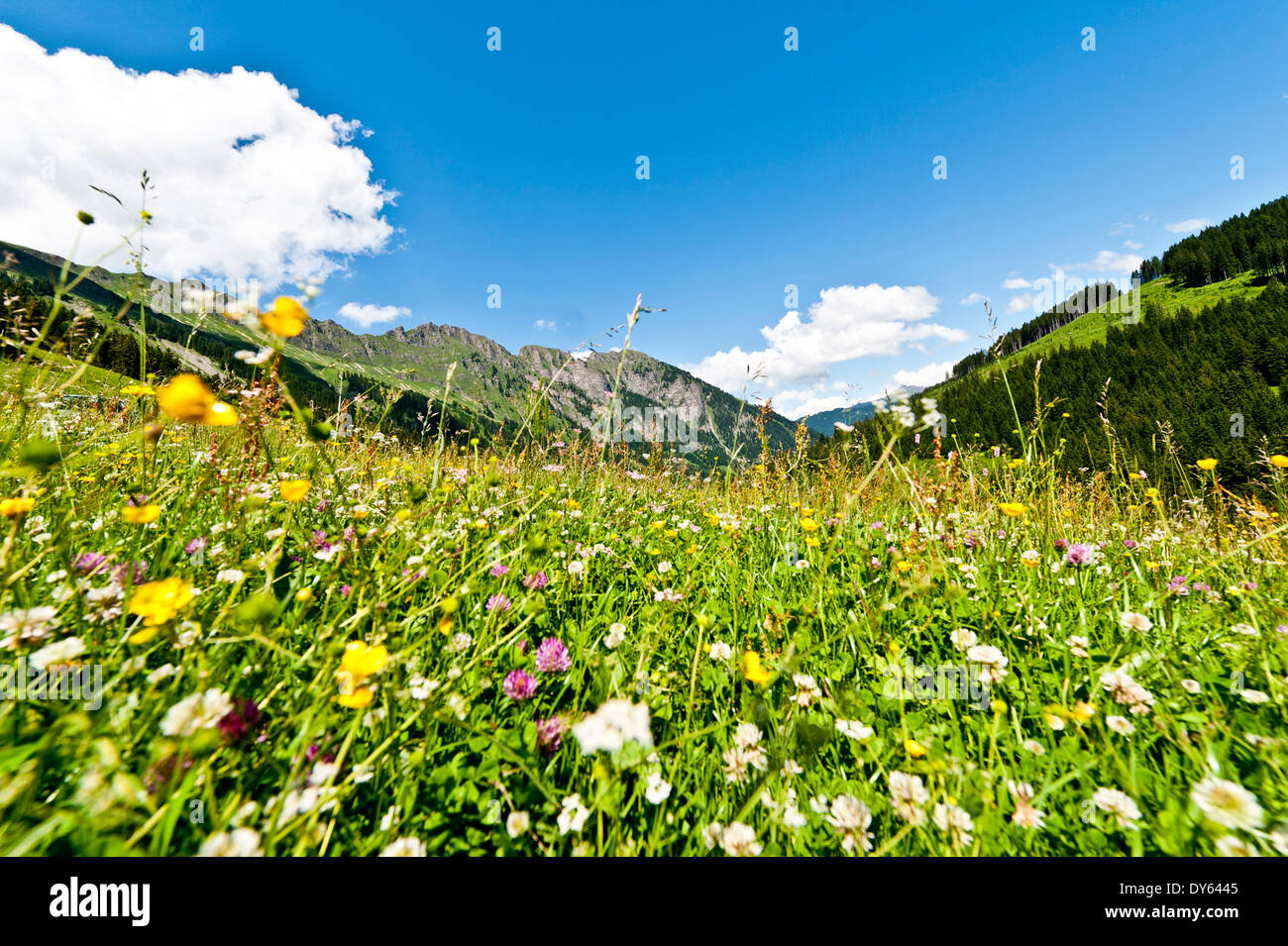 Alpine meadow and mountains near Gstaad, bernese Oberland, Swiss ...