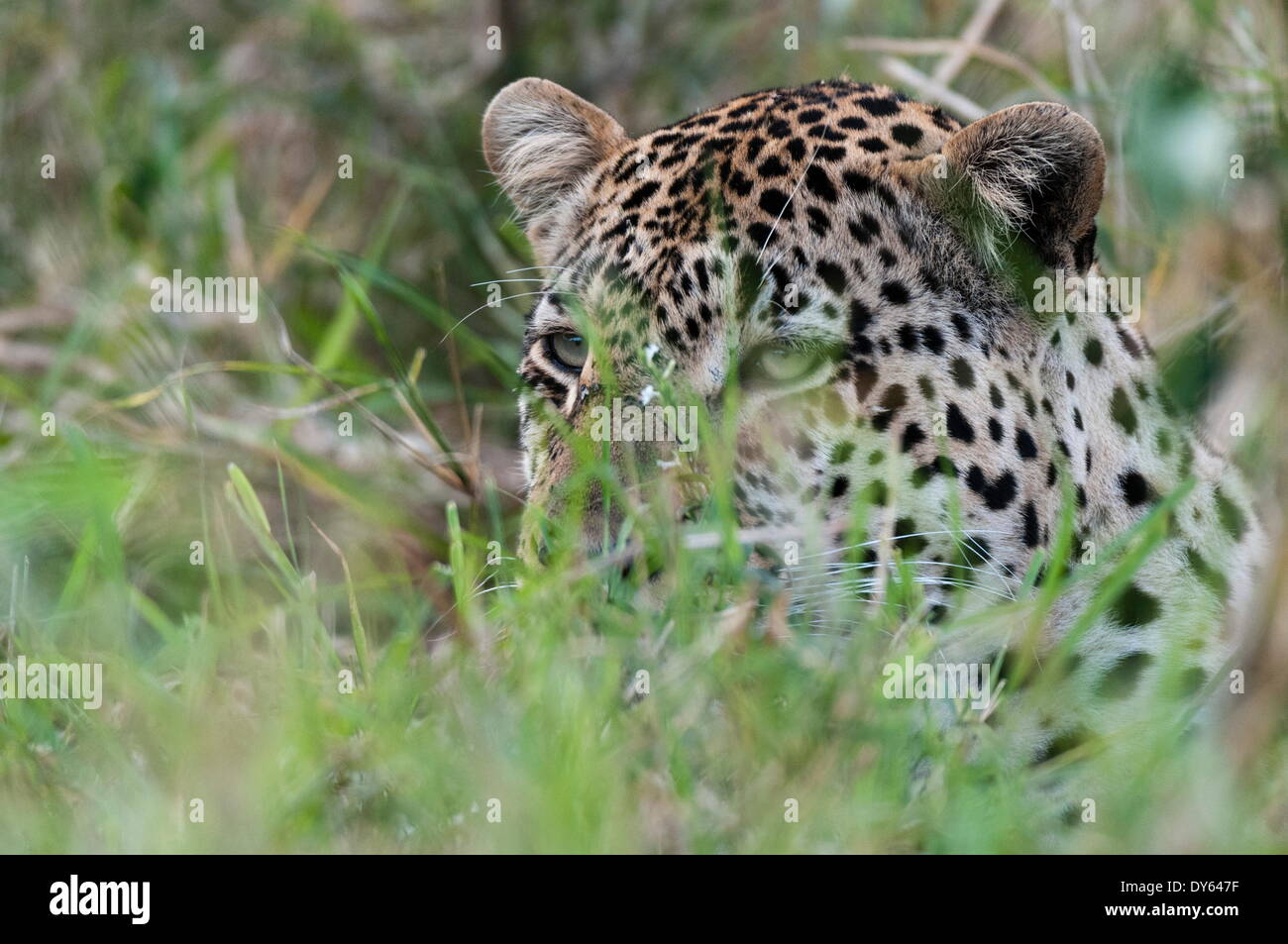 Leopard game hi-res stock photography and images - Alamy
