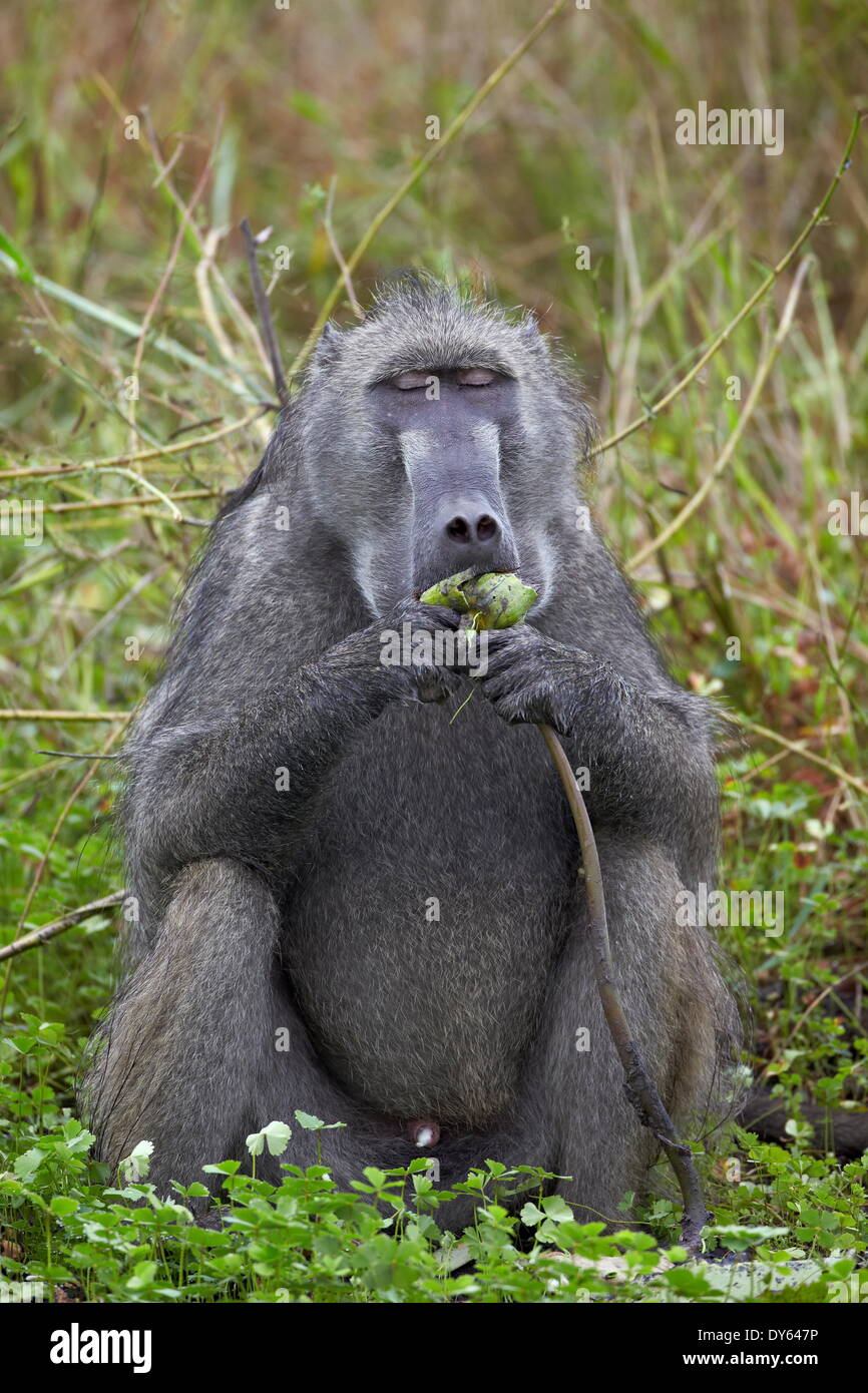 Adult male Chacma Baboon (Papio ursinus) eating a water lily tuber ...