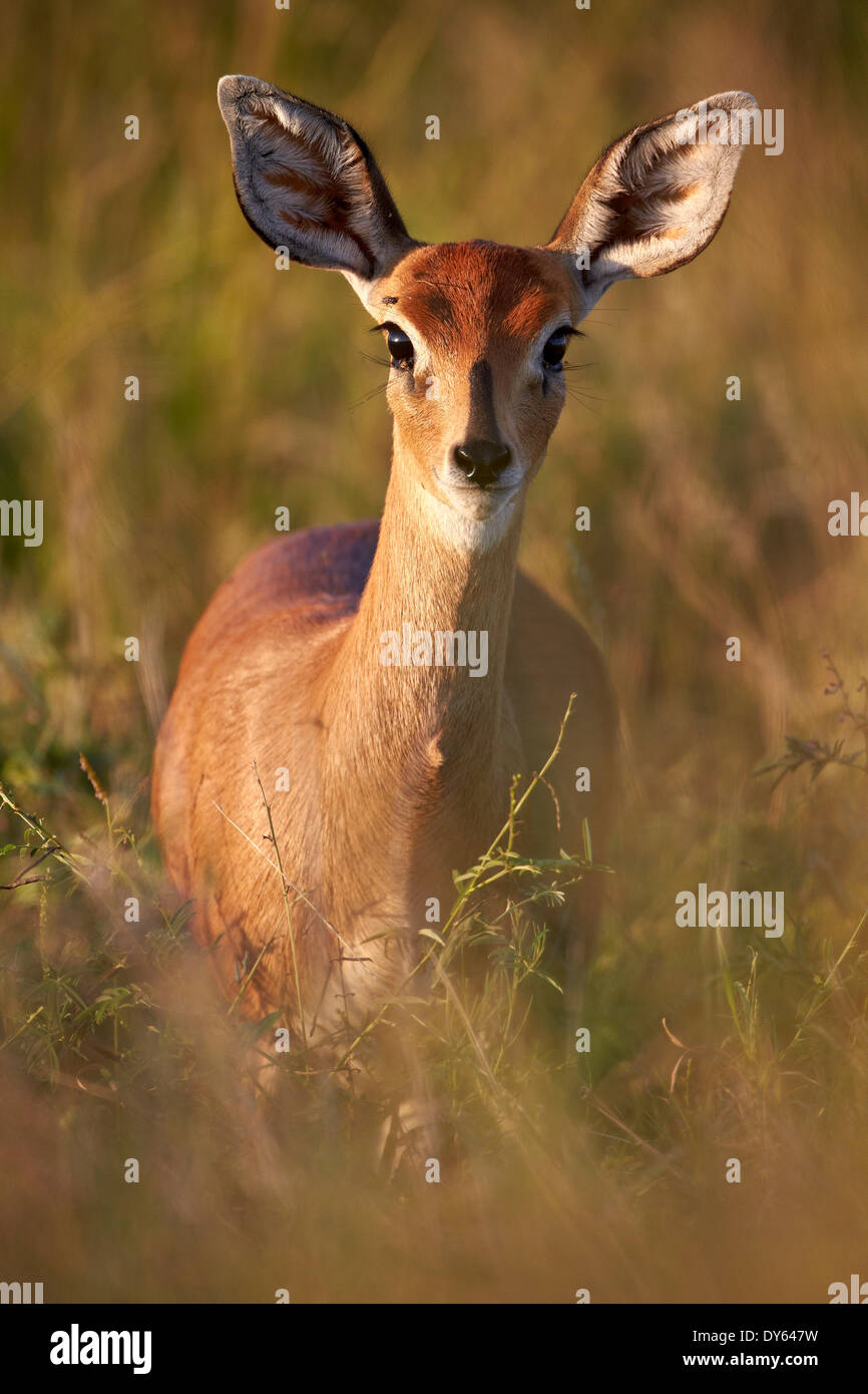 Female Steenbok (Raphicerus campestris), Kruger National Park, South ...