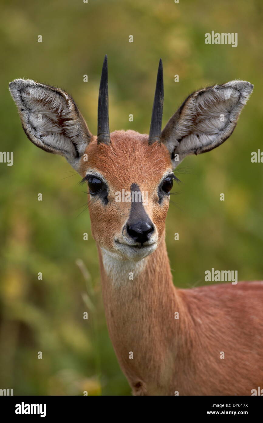 Raphicerus hi-res stock photography and images - Alamy