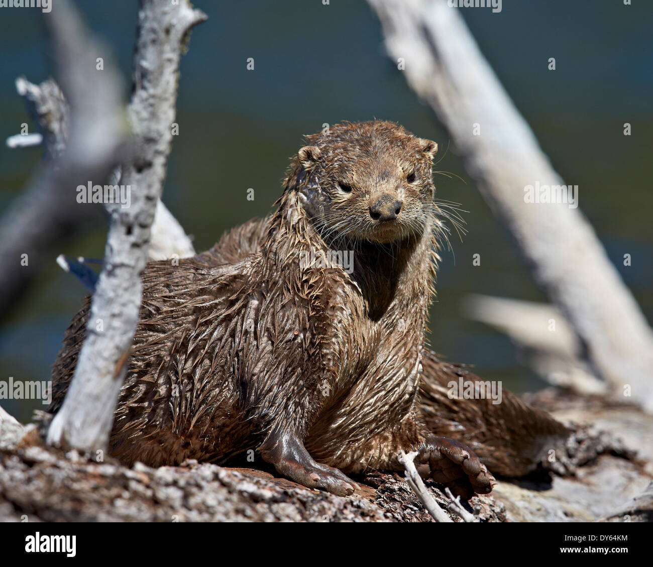 Lutra canadensis hi-res stock photography and images - Alamy