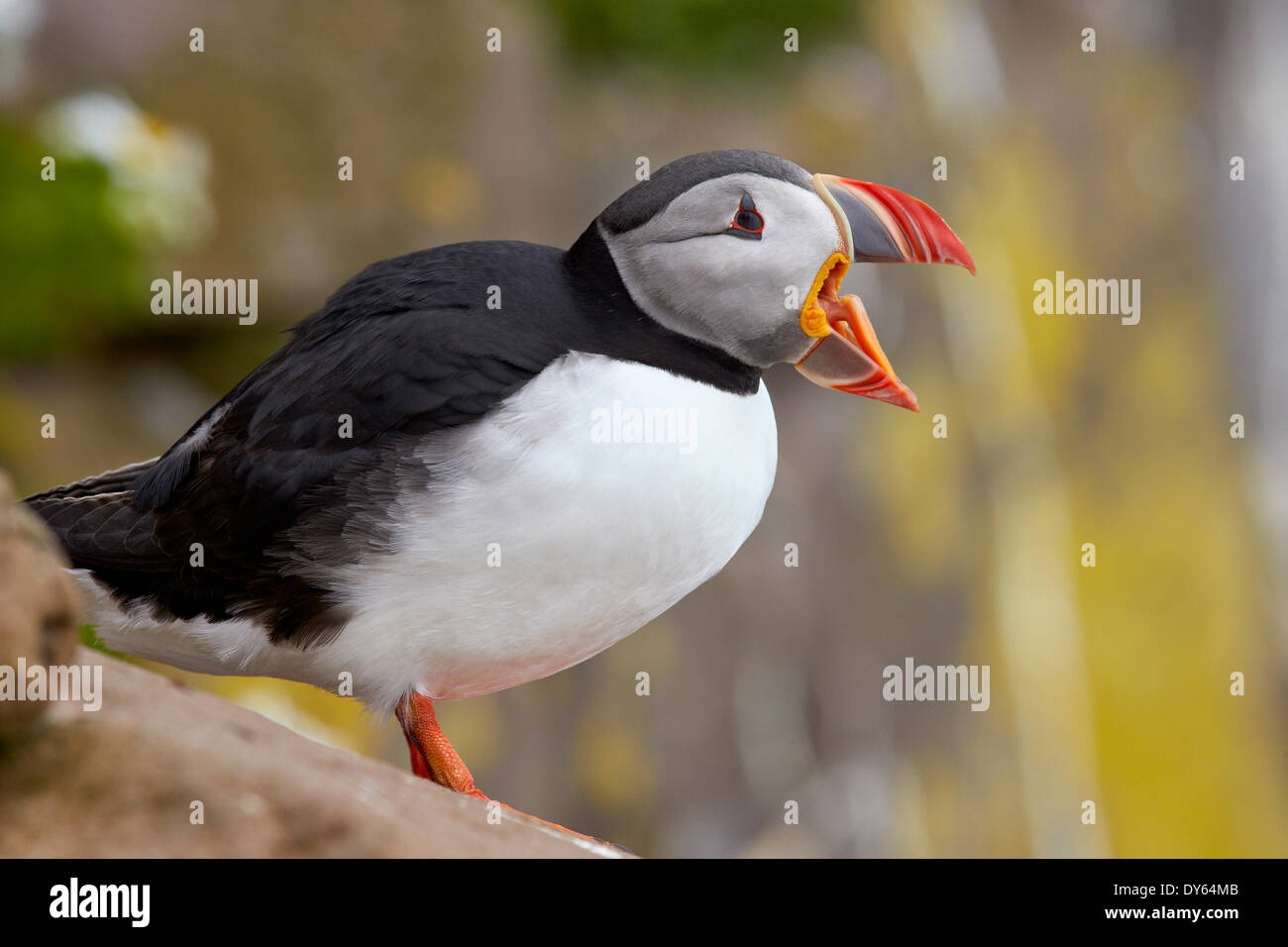 Side view of puffin hi-res stock photography and images - Alamy
