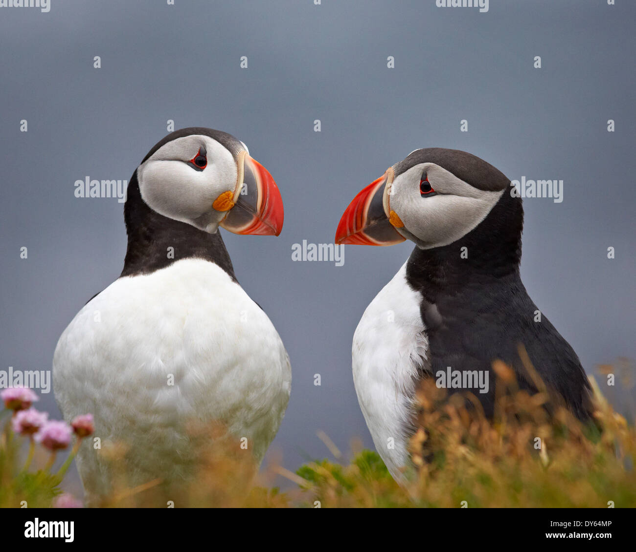 Female Puffin
