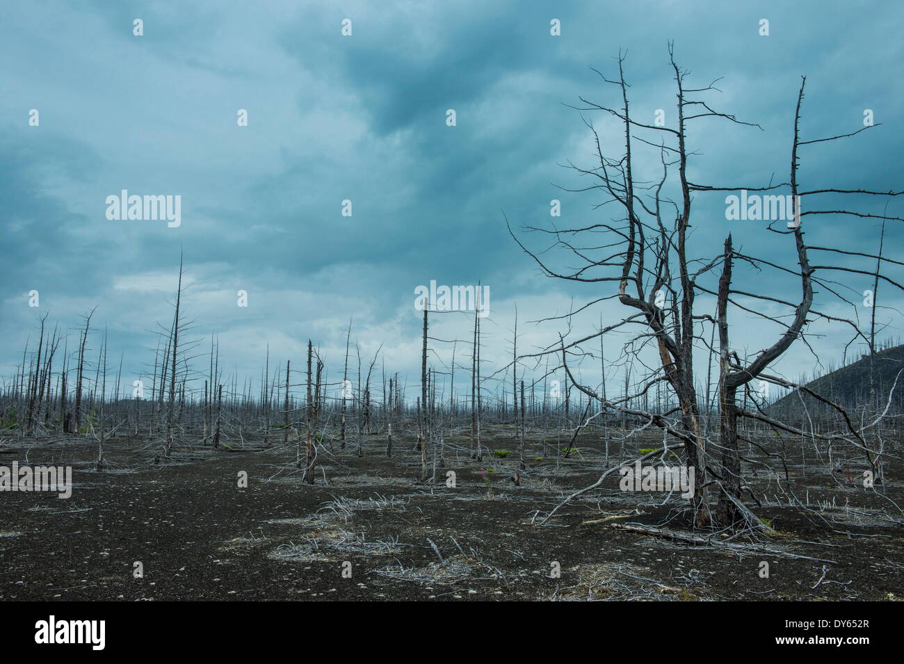 Dead tree forest on the tolbachik volcano hi-res stock photography and ...