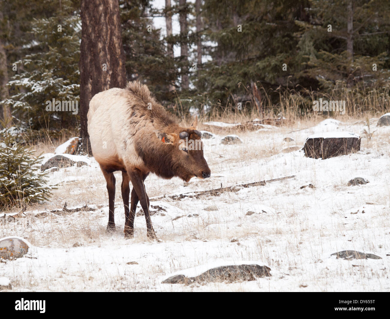 A male bull Elk (Cervus canadensis) in the late winter, without its ...