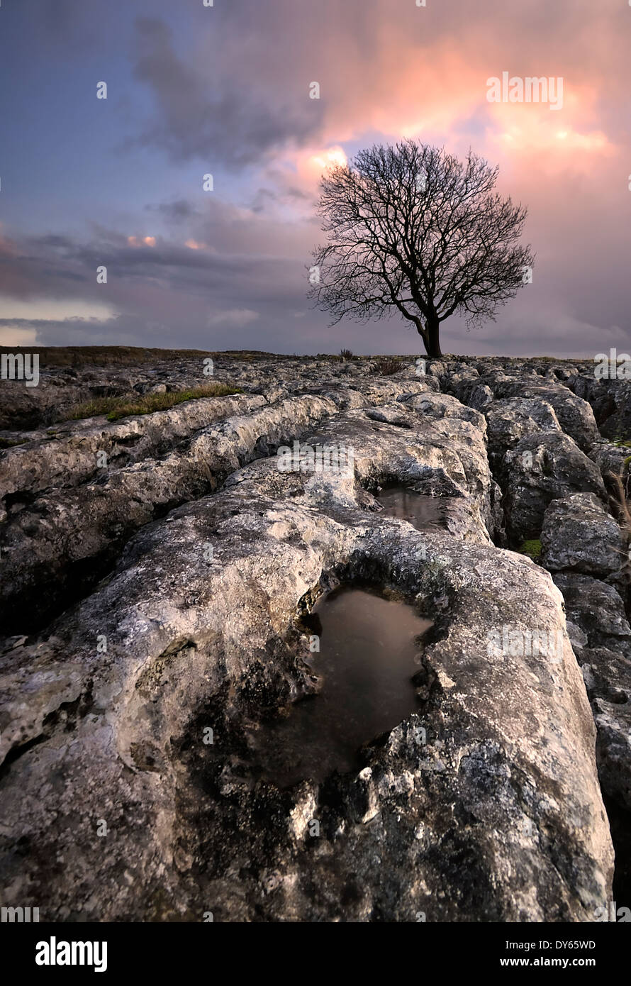 tree on limestone Stock Photo - Alamy