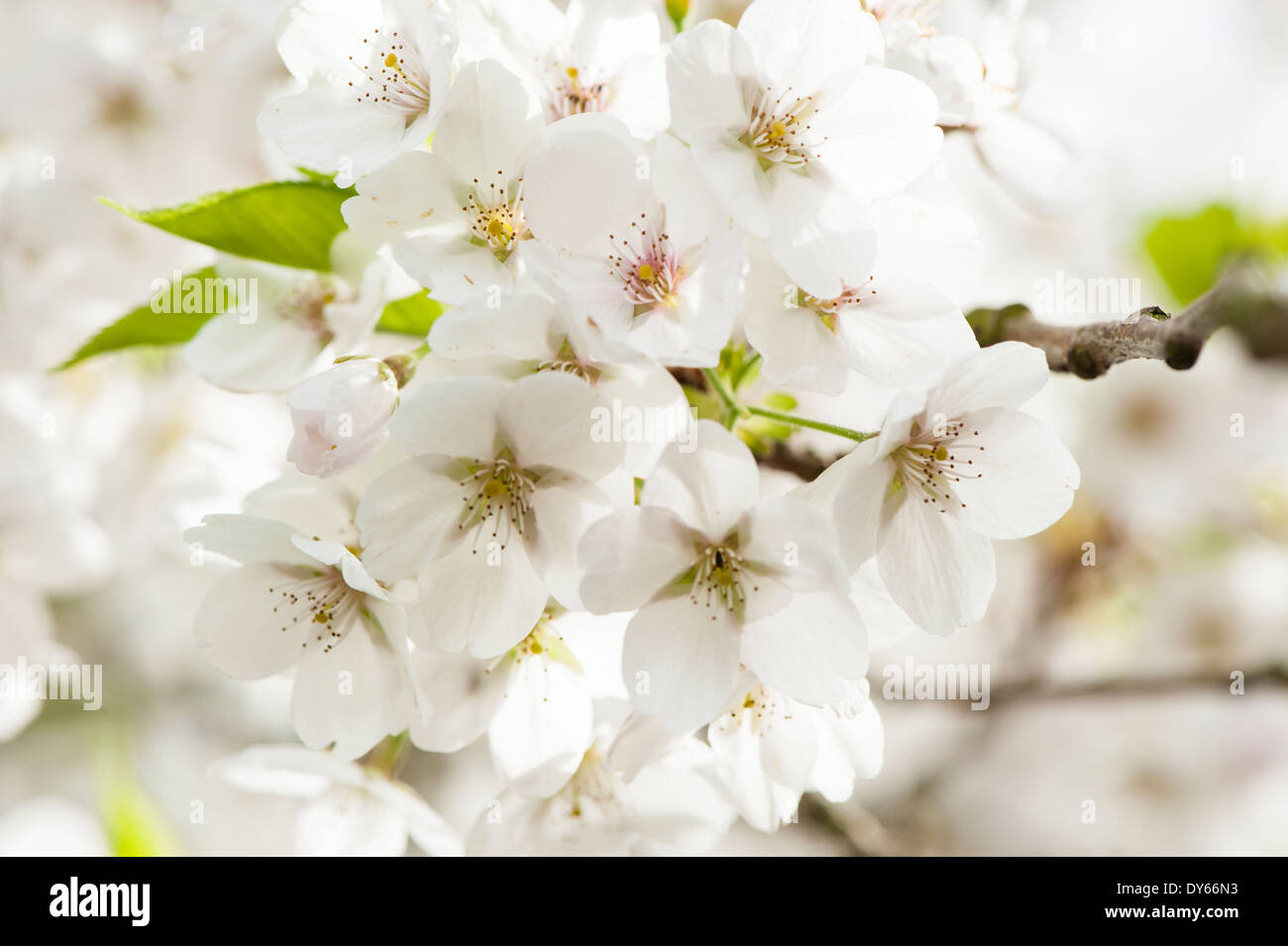 white cherry, apple blossom Stock Photo - Alamy