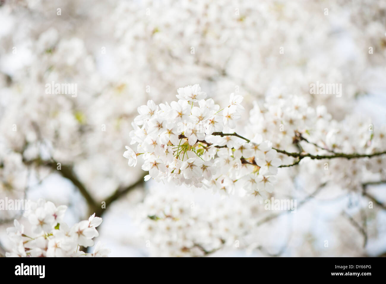 Cherry apple hi-res stock photography and images - Alamy