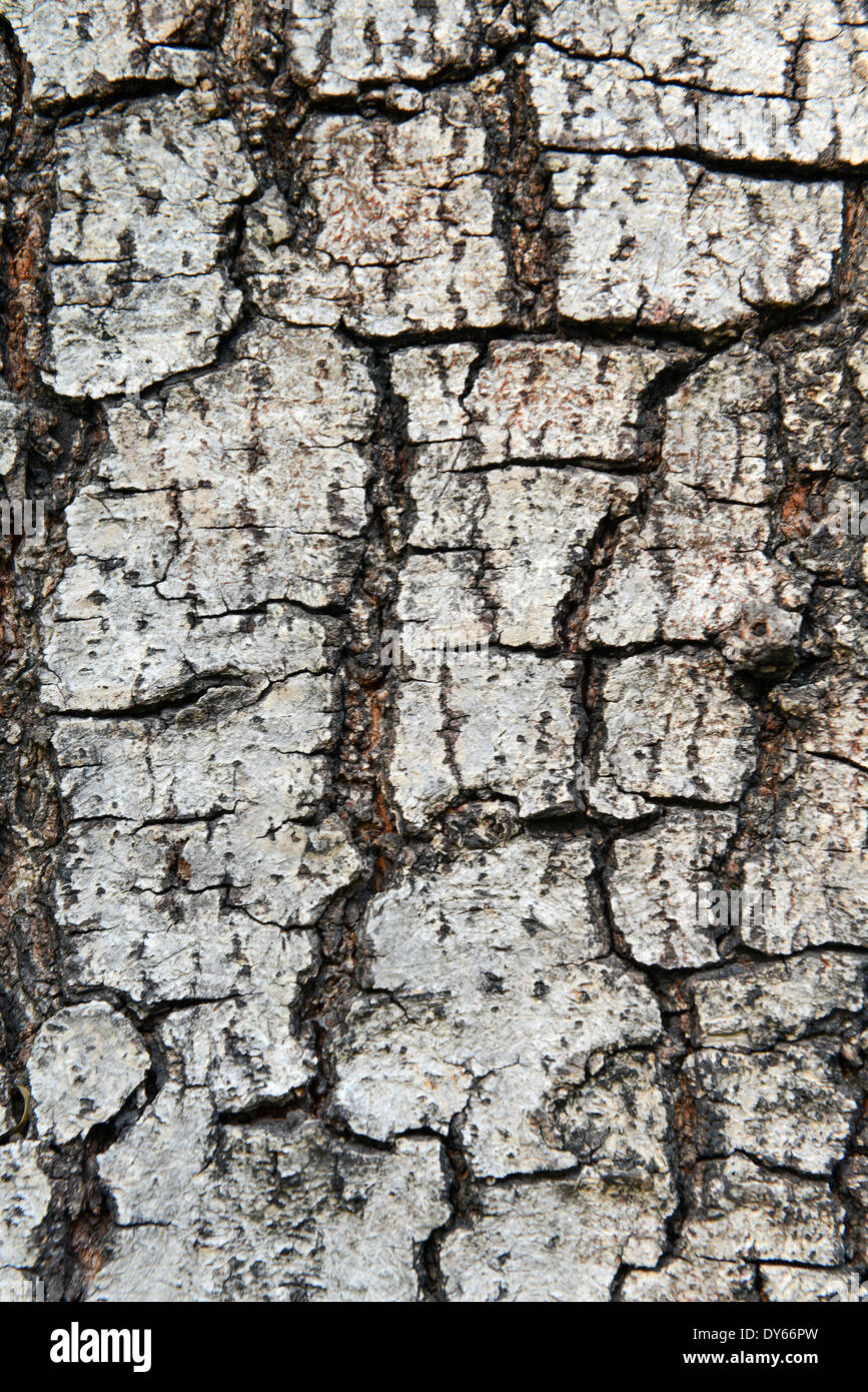 Close up texture of fracture on the tree bark Stock Photo - Alamy