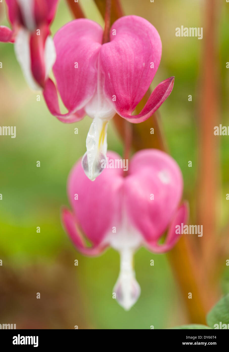 Love lies bleeding bleeding heart flower hi-res stock photography and ...
