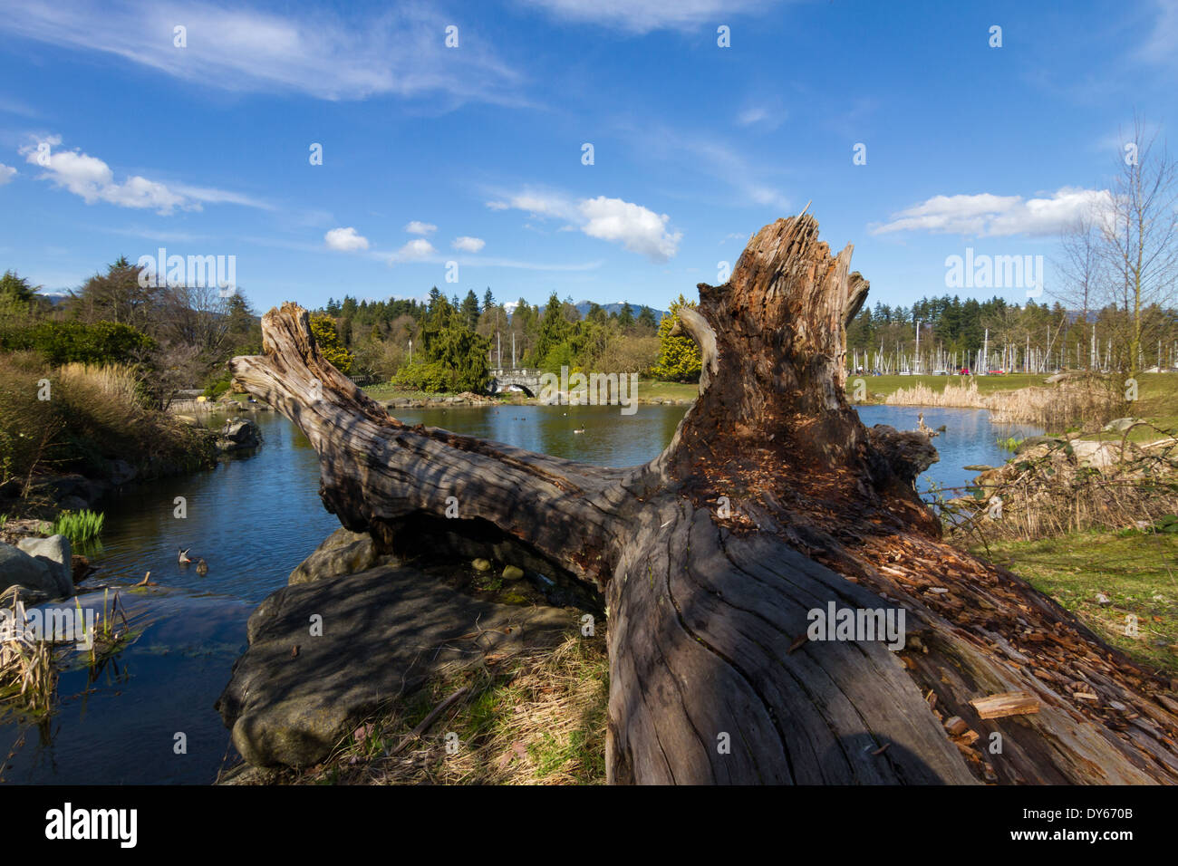 Log leading into Pond Stock Photo - Alamy