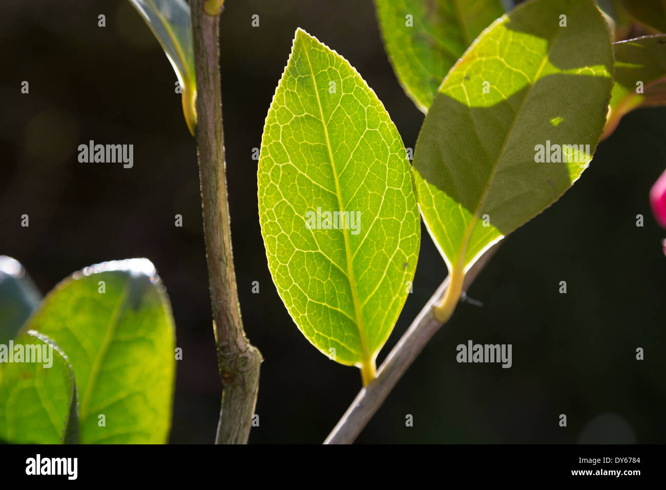Structure of a camellia leaf in April sunshine, Northamptonshire ...