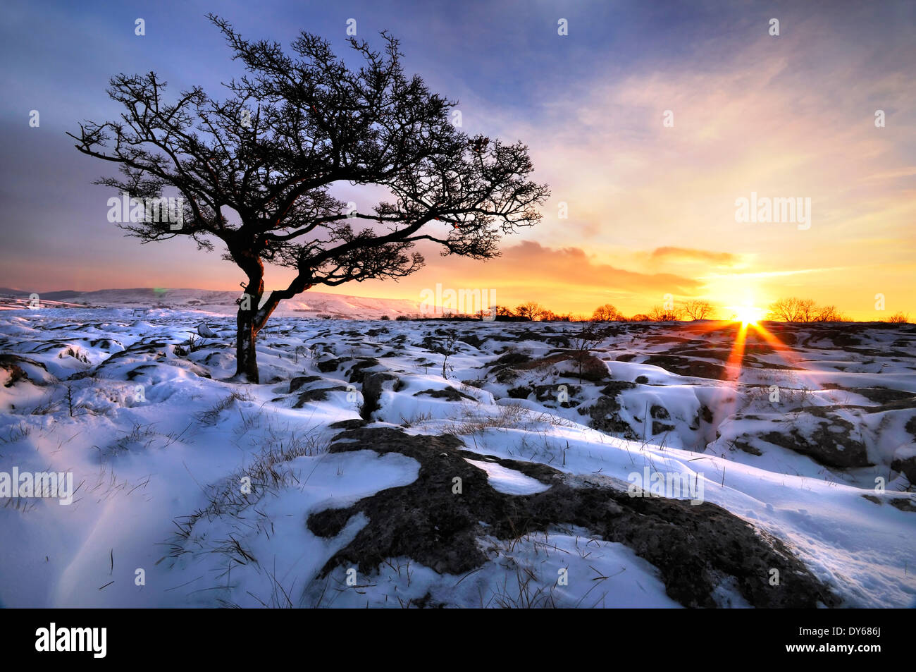 dramatic tree in snowscene at sunset Stock Photo - Alamy