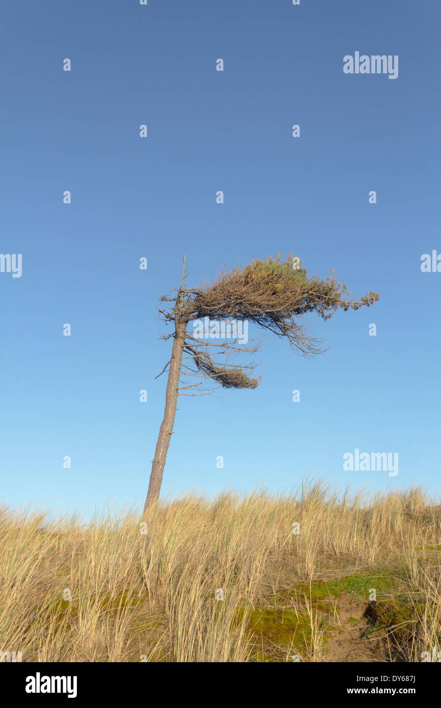 A single conifer tree, windswept by prevailing westerly winds, standing ...