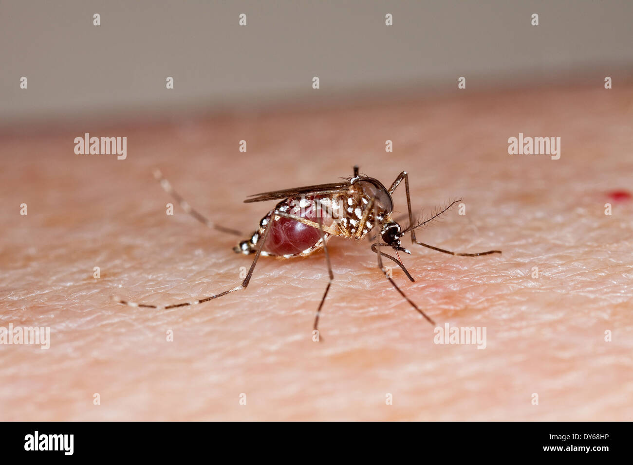 Chikungunya mosquito hi-res stock photography and images - Alamy