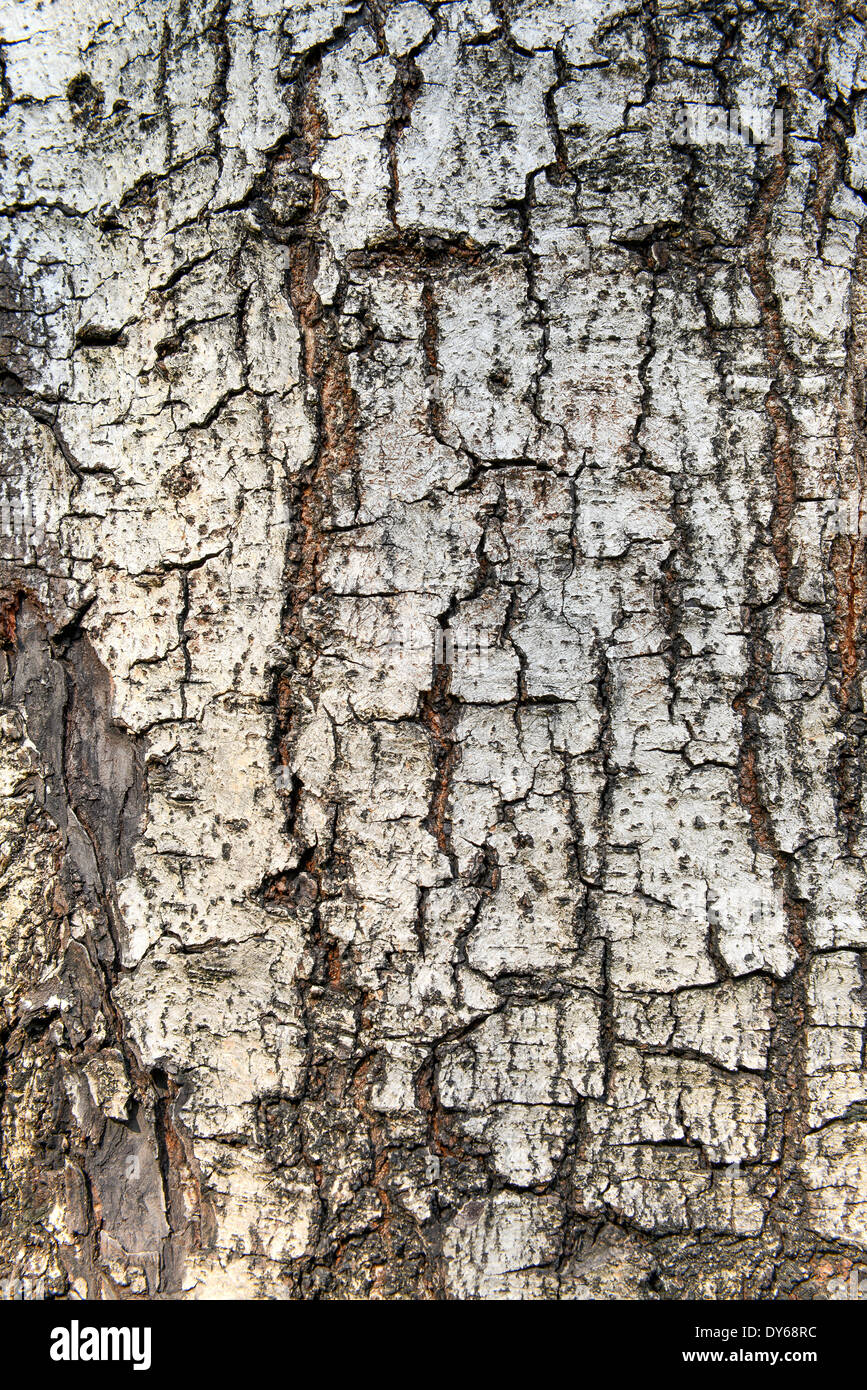 Close up texture of fracture on the tree bark Stock Photo - Alamy
