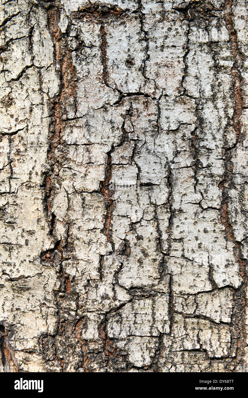 Close up texture of fracture on the tree bark Stock Photo - Alamy
