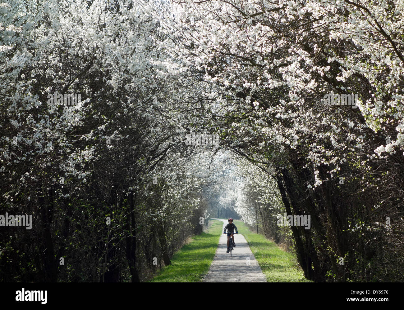 Lietzen, Germany. 30th Mar, 2014. A cyclist goes along the Oderbruch ...