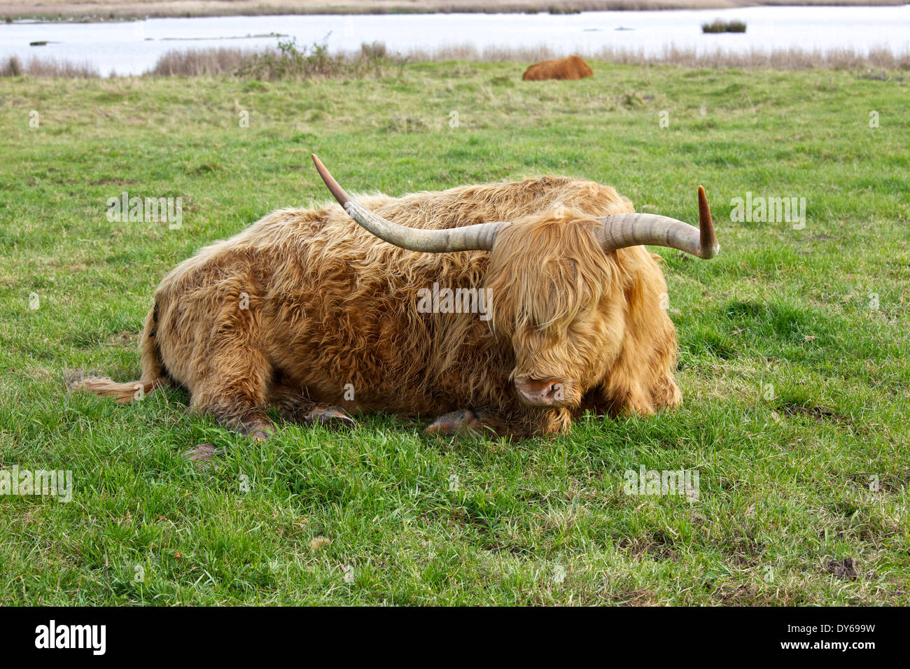 Highland cow in field Stock Photo - Alamy