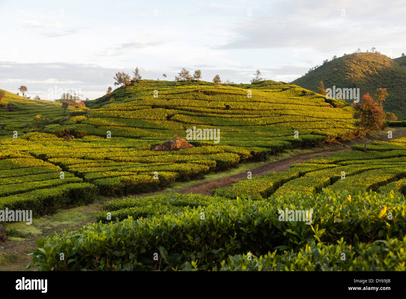Rows of tea (Camellia sinensis) bushes in morning light on tea ...