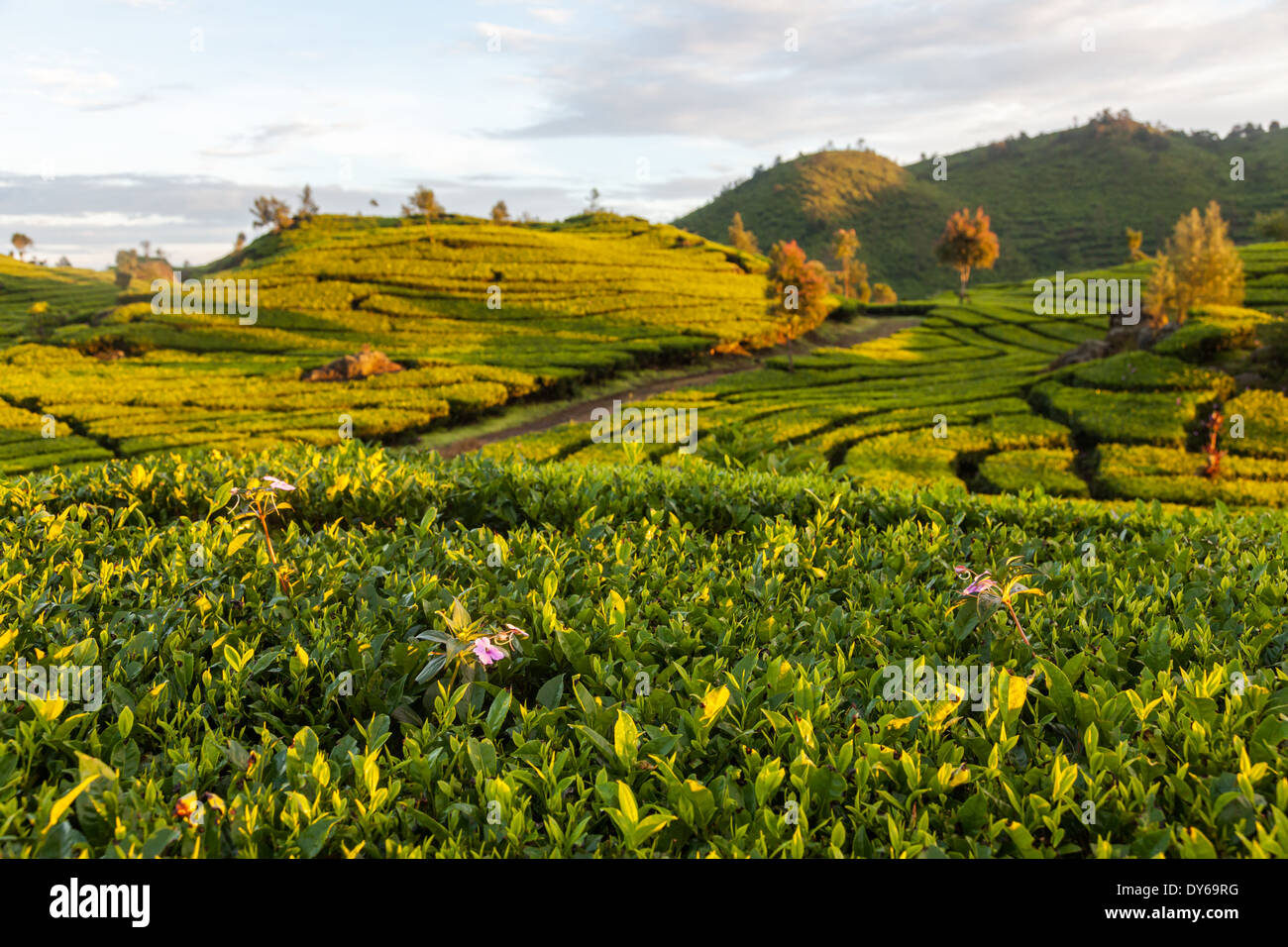 Rows of tea (Camellia sinensis) bushes in morning light on tea ...