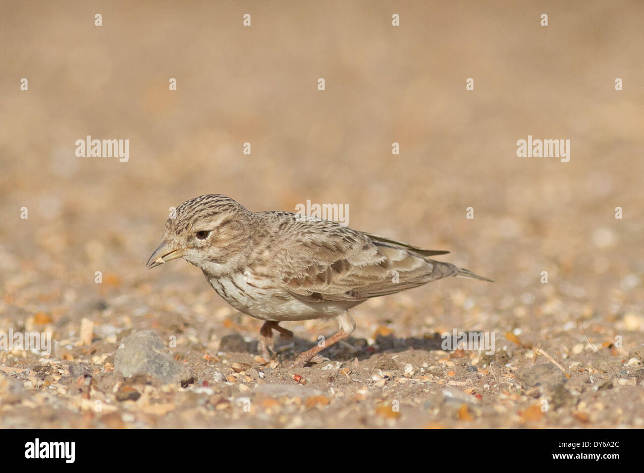 Sand Lark (Calandrella raytal) feeding Stock Photo - Alamy