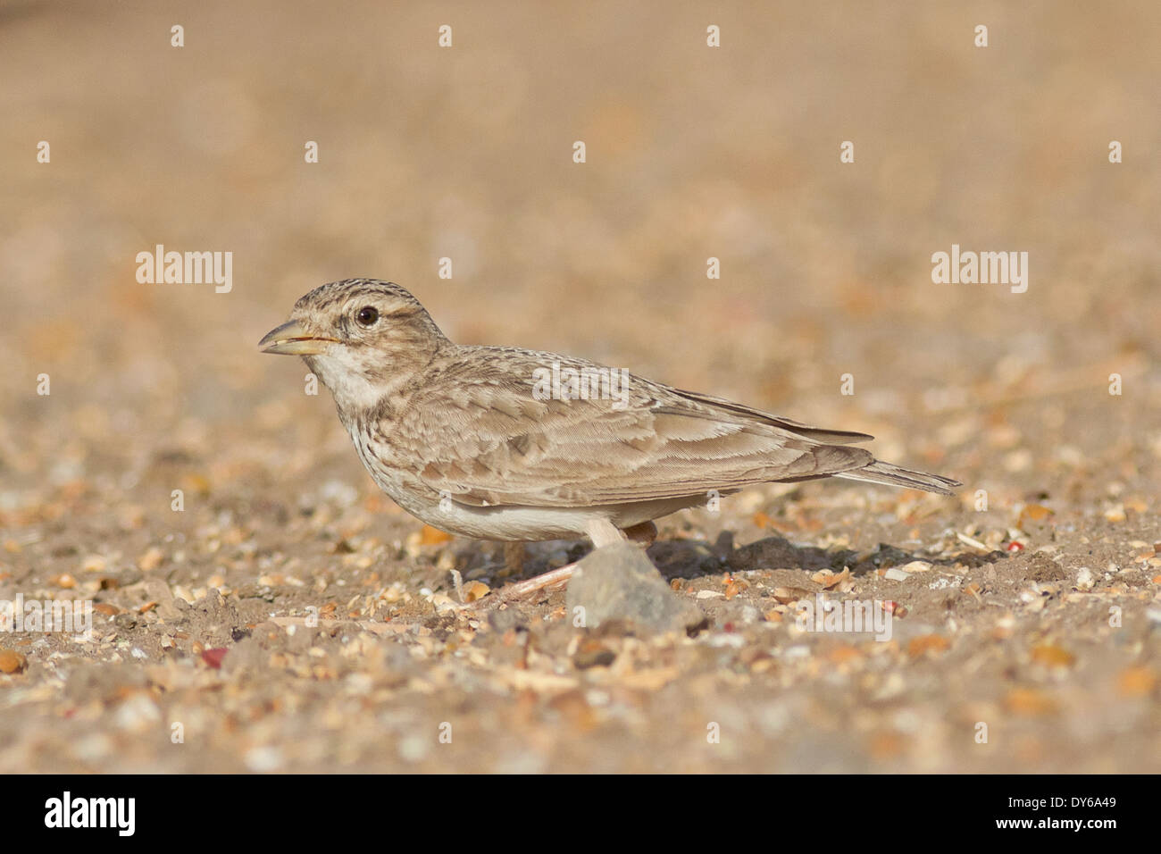 Indian sand lark hi-res stock photography and images - Alamy