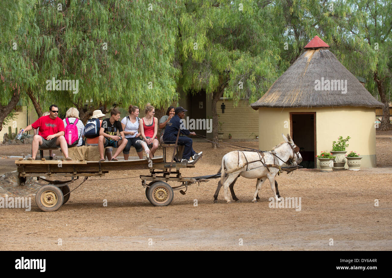 Mule pulling cart hi-res stock photography and images - Alamy