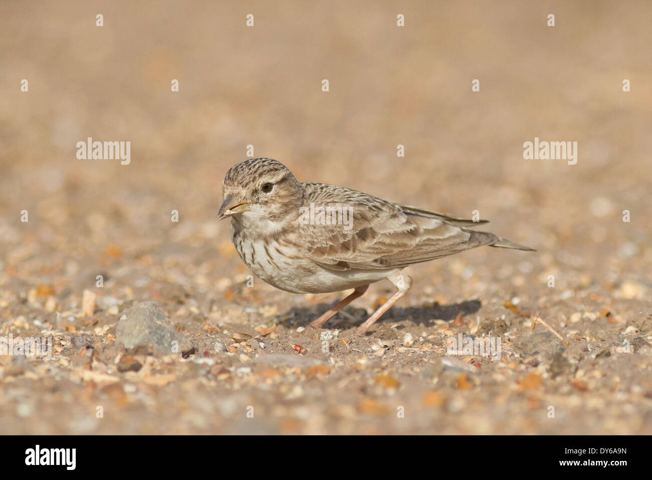 Indian sand lark hi-res stock photography and images - Alamy
