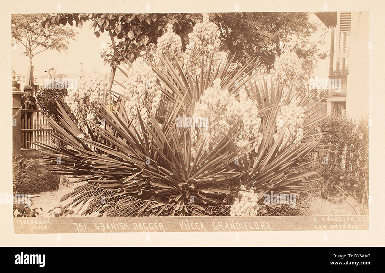 Spanish dagger plants hi-res stock photography and images - Alamy