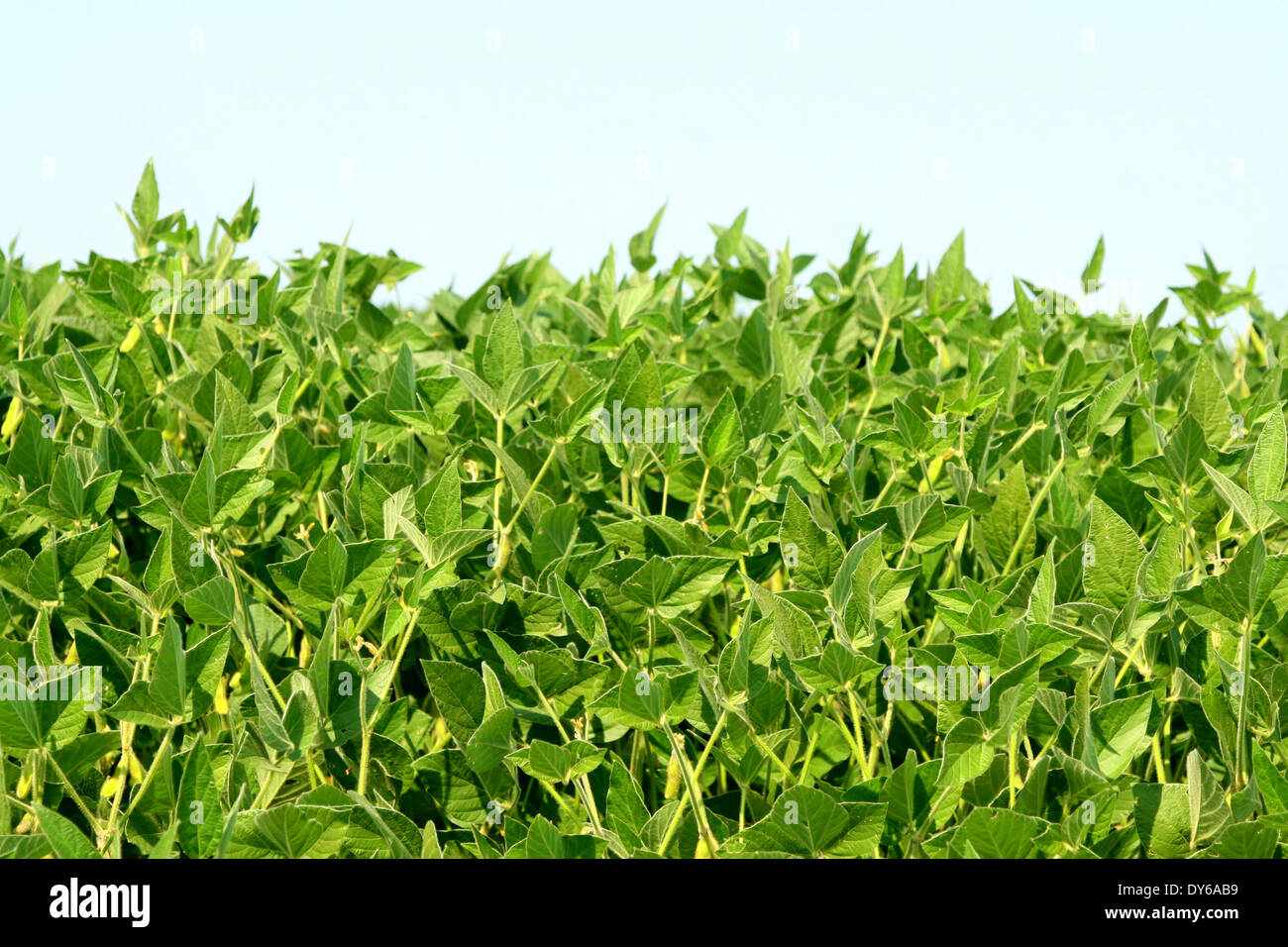 Soybean Field Background