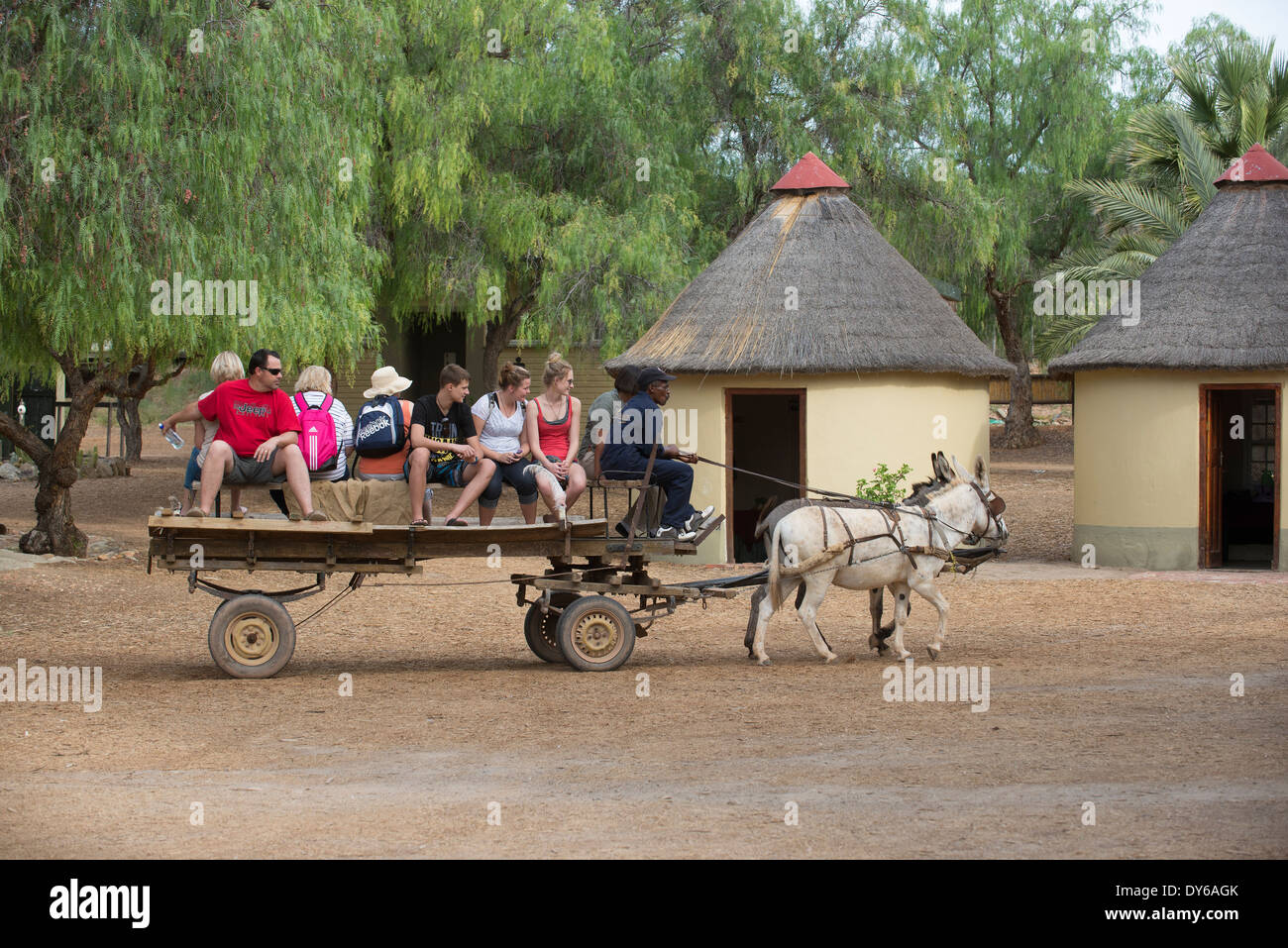 Mule pulling cart hi-res stock photography and images - Alamy