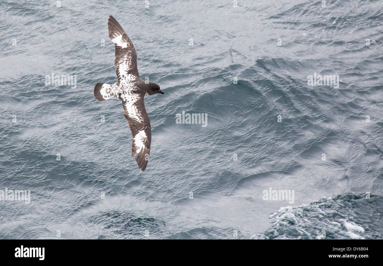 Flying drake hi-res stock photography and images - Alamy
